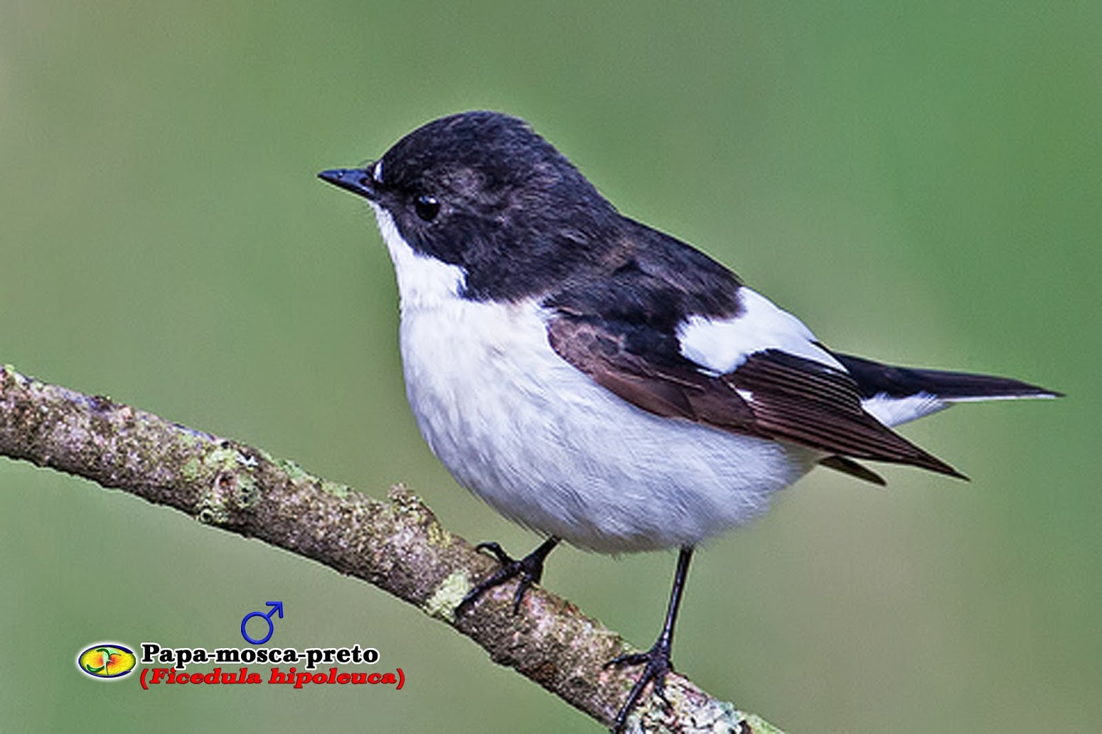 ORNITOLOGIA: Papa-mosca-preto (Ficedula hypoleuca)